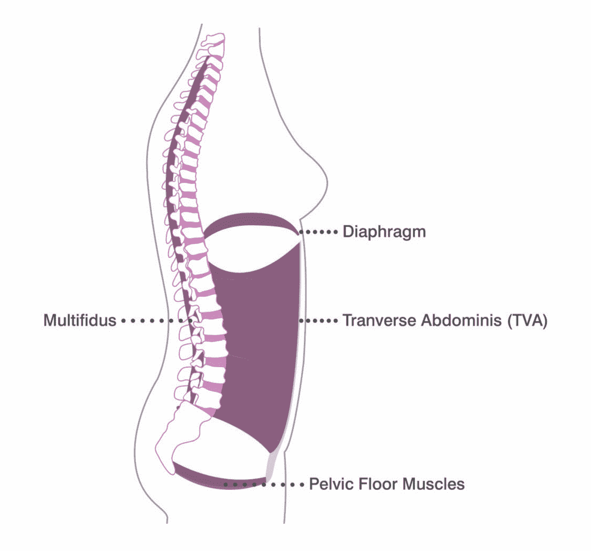 Lower Back Pain and Your Pelvic Floor | Movement Kitchen